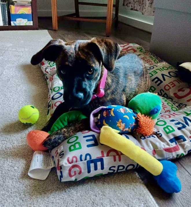 Dog rescued from flames in Table Rock finds new fur-ever home