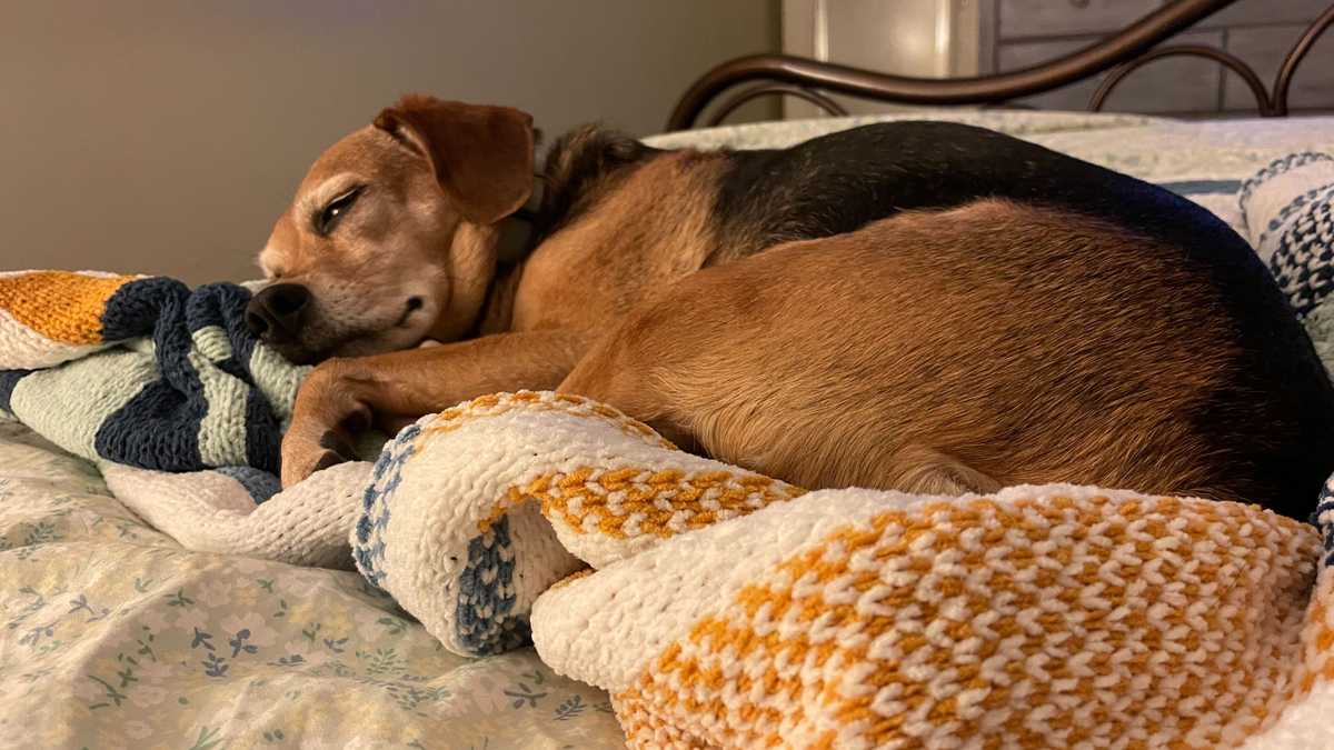 As the temperatures drop, remember to bring your pets inside