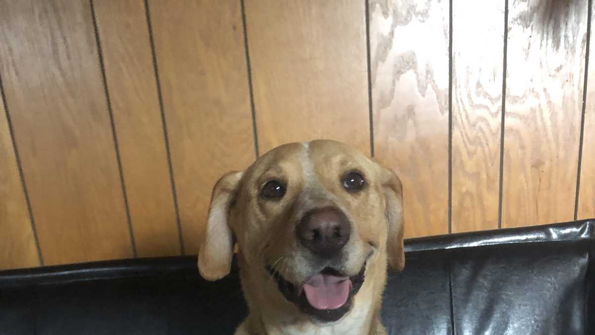 Lost and Found Pets in the WXII 12 Community
