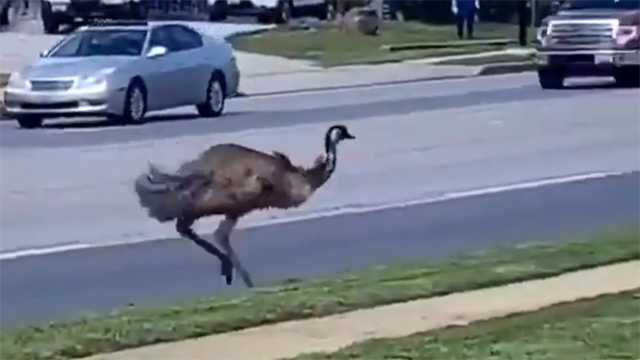 Emu escapes from farm to Liberty Road, dies after capture