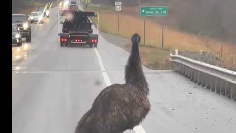 VIDEO: Emu spotted walking along roadway in Ohio