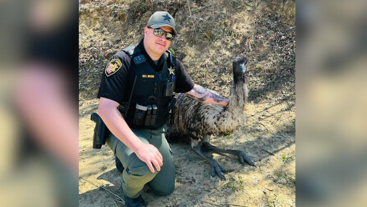 Runaway emu captured by Ohio deputies, returned to owner