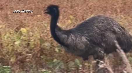 Emus on the loose in South Carolina