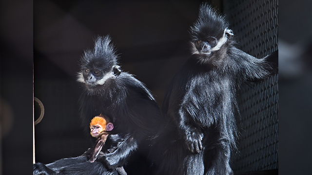 Oklahoma City Zoo announces birth of endangered Asian monkey