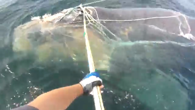 Whales rescued from dangerous entanglements off Massachusetts coast