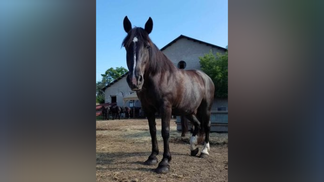 Milwaukee mounted patrol horse officer retires