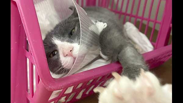 Cat found covered in 2nd- and 3rd-degree burns recovering