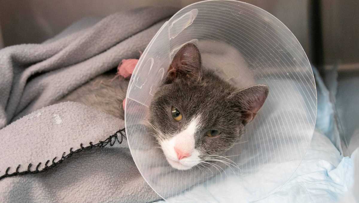 Public's help sought for stray cat found with severe burns in Oxford ...
