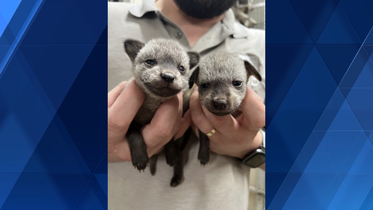 Cincinnati Zoo welcomes 2 baby bat-eared foxes