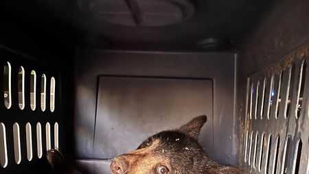 Erving police rescue injured cub