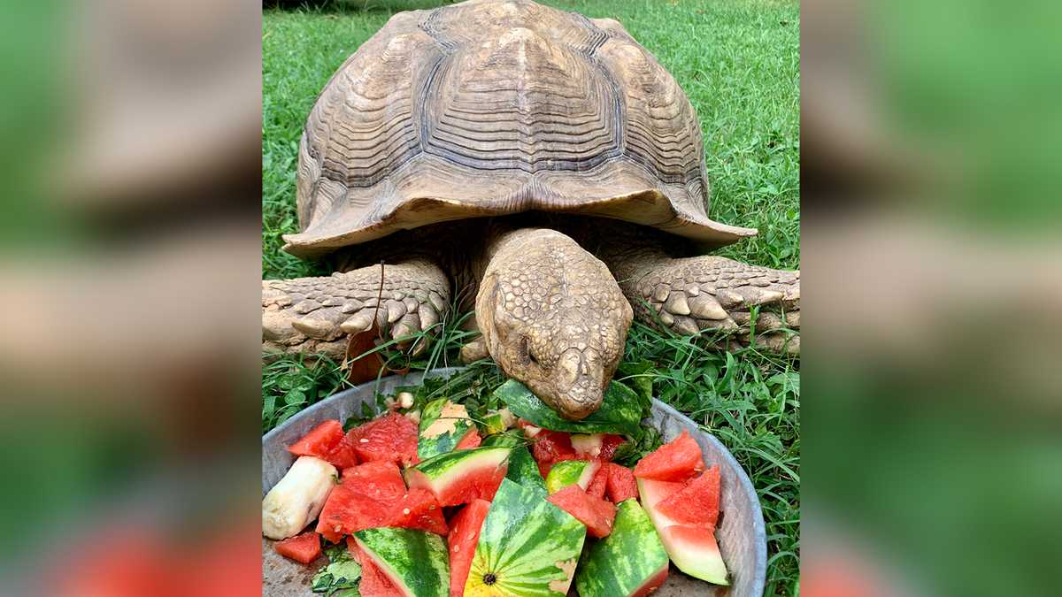 'Happy to be home': A 150-pound runaway tortoise is back home after 74 ...