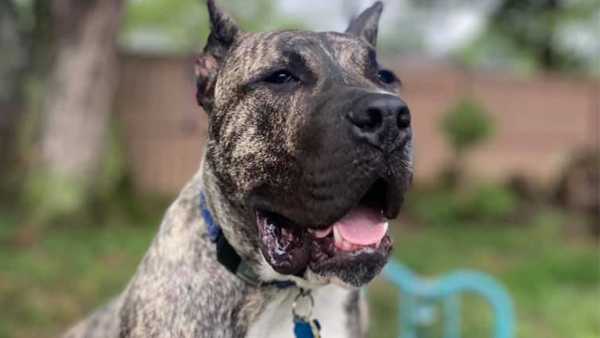 Ethan the dog moves to semi-finals for Hero Dog Award: How to vote