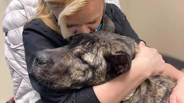 Ethan the dog is fighting an infection, Kentucky Humane Society says