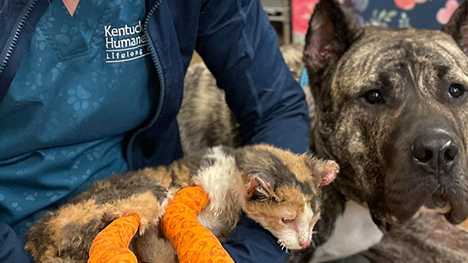 'Pups in Paristown' to feature appearance by Ethan the dog