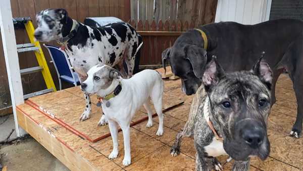 Ethan the dog has new roommates, and he has an 'interesting ...