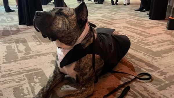 Ethan the dog gets big Derby night out in Louisville