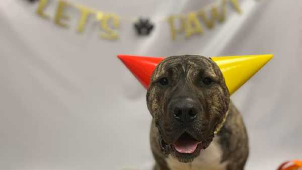 Ethan the dog celebrates one year of recovery at Louisville dog bar