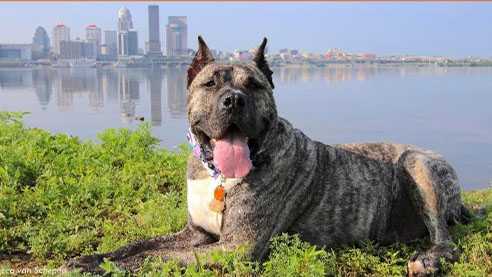 Here is how you can recieve a personalized video from Ethan the dog