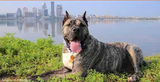 Ethan the dog banner going up in downtown Louisville