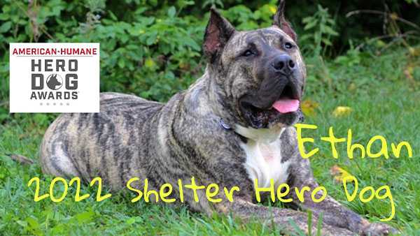 VOTE: Few days left to vote for Ethan the dog as 2022 American Humane ...