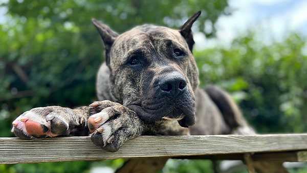 Louisville rescue pup Ethan wins American Humane Hero Dog of the Year award