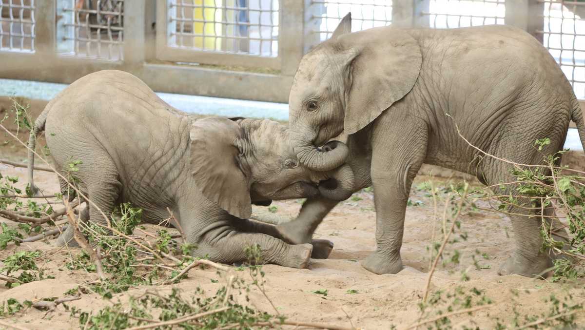 Omaha's Henry Doorly Zoo gives update on two elephant calves Omaha's Henry Doorly Zoo gives update on two elephant calves