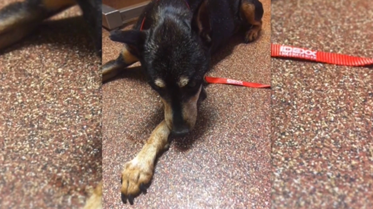 Woman learns dog is alive 5 months after she thought pet was euthanized