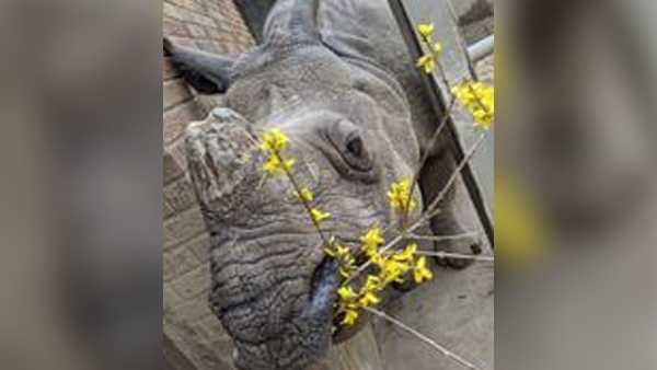 Indiana zoo's Indian rhinoceros euthanized at age 35