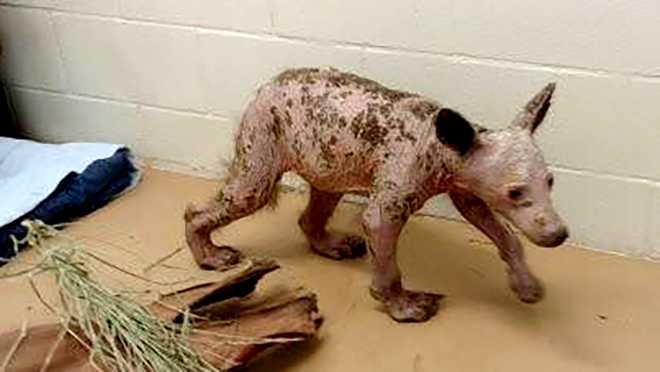 Hairless bear cub recovering at California wildlife center