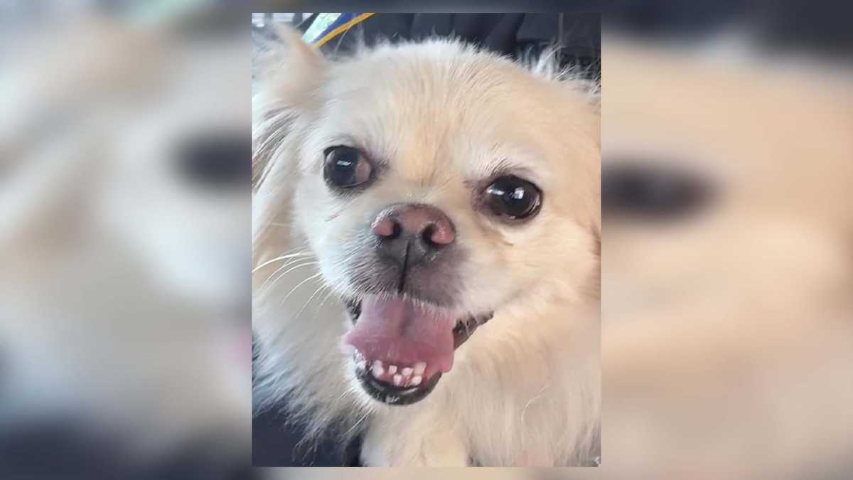 Everett man says he is owner of dog found tied to train tracks in Mass ...
