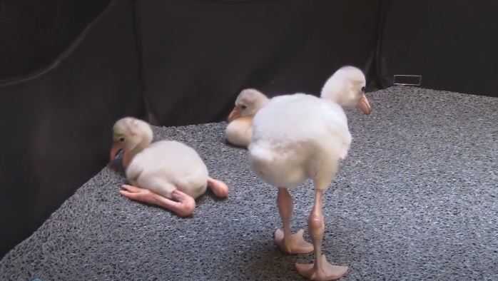 Flamingos hatch at Sacramento Zoo for 1st time since 1999