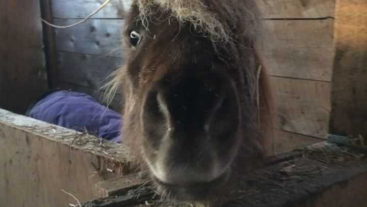 Maine animal rescue group raising money for Richard the pony's new penis