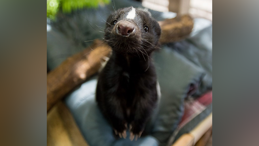 Ohio zoo mourns loss of skunk named Fabreeze