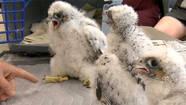 Baby falcons tagged by researchers seeking to help species thrive