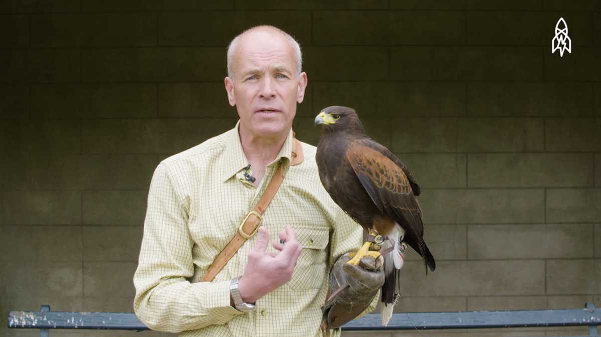 How Falconry Shaped the English Language