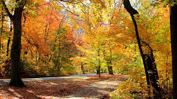 Travel company: Louisville a top spot in U.S. to see fall colors
