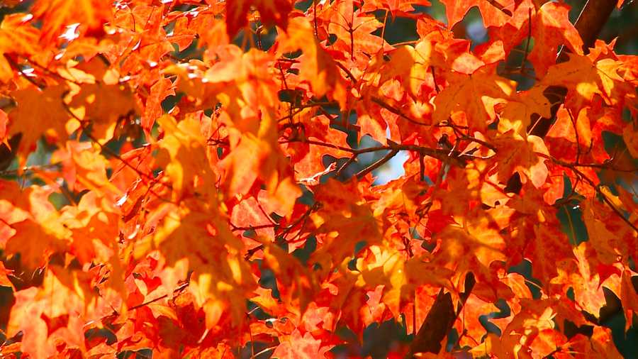 PHOTOS: Fall colors popping in central Iowa