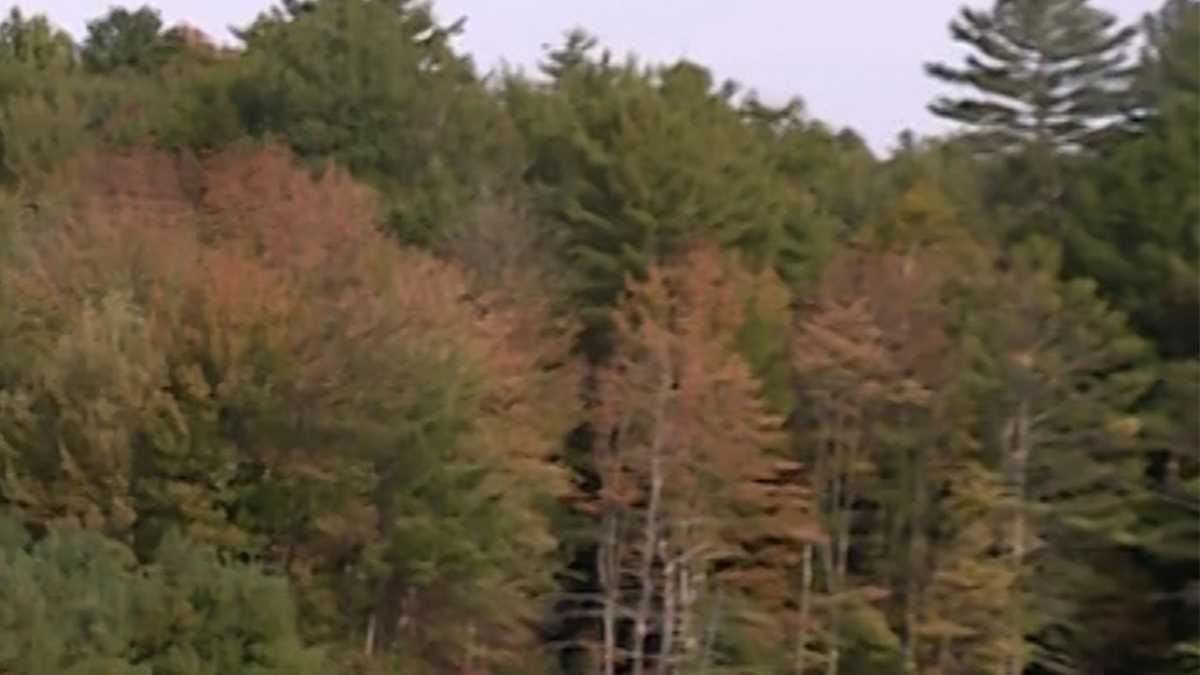 Some areas of Maine starting to see color change in leaves