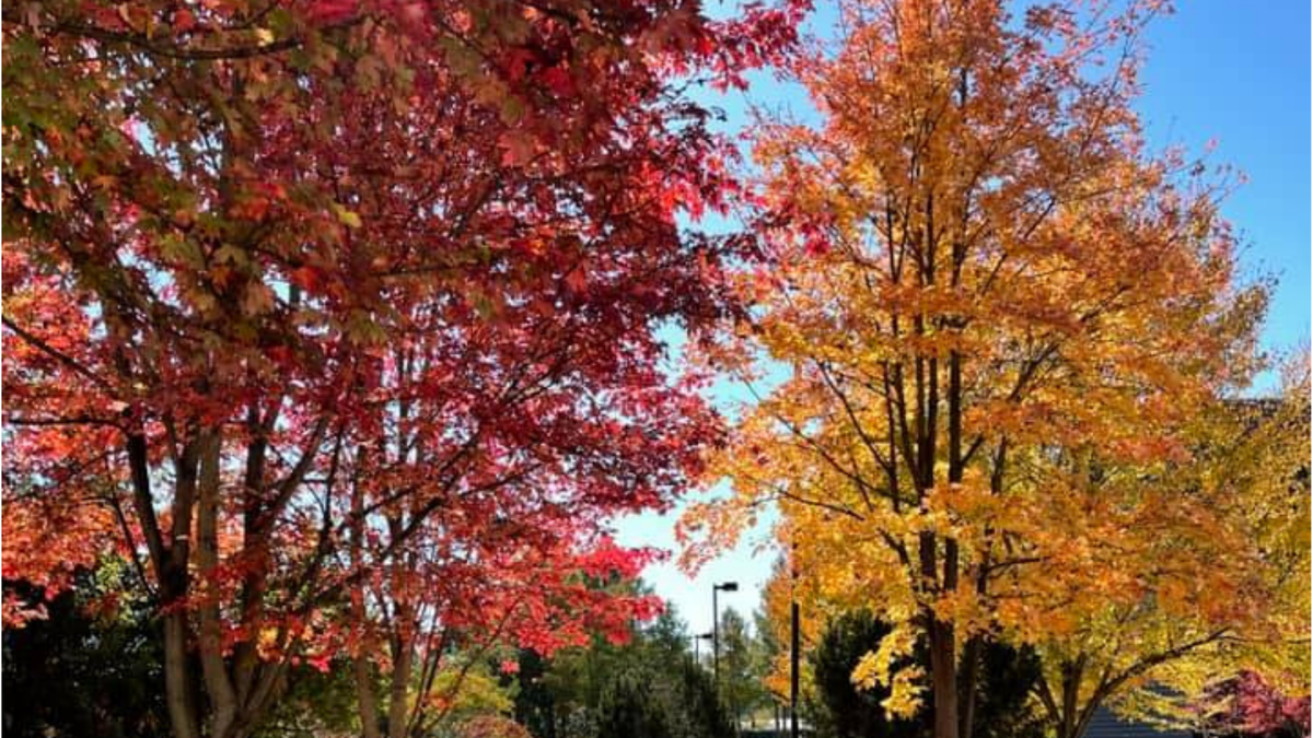 Check out these beautiful fall pictures around Mississippi