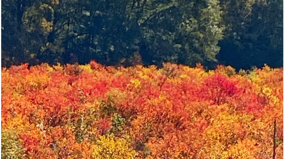 Check out these beautiful fall pictures around Mississippi