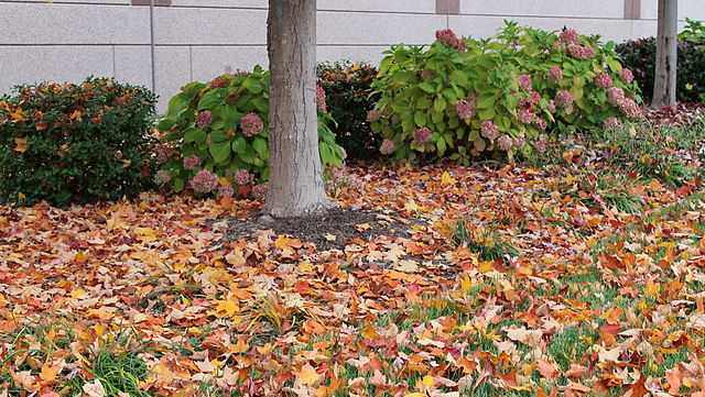 Follow this method and clear fall leaves the easy way