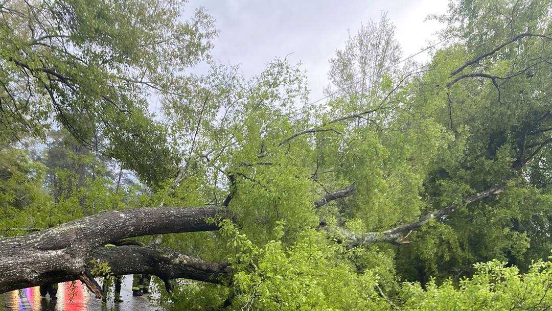 Covington highway closed after tree falls