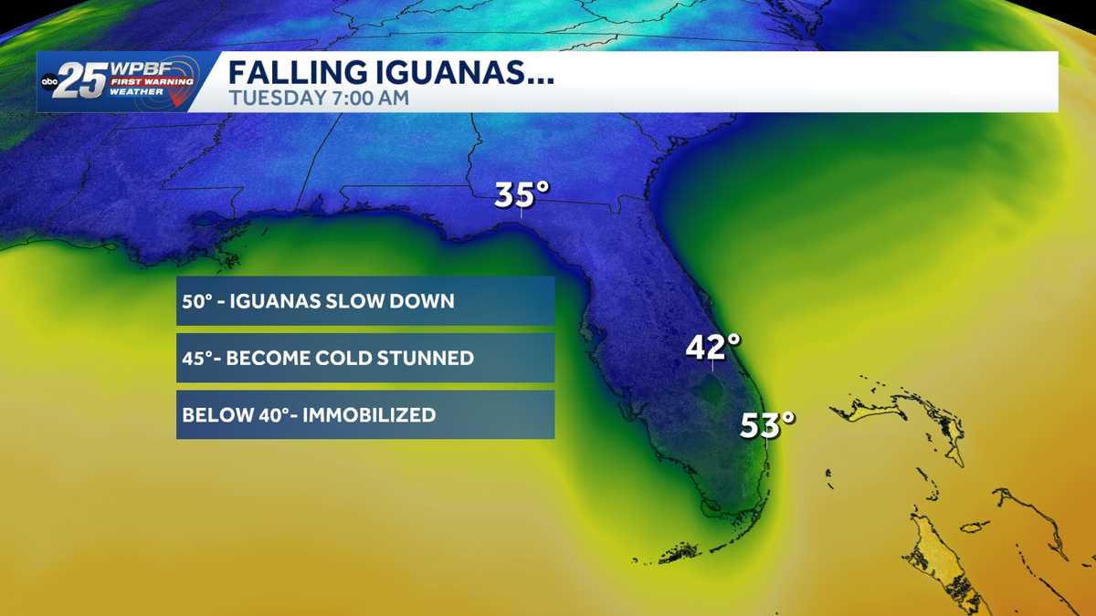 Cold weather heading to Florida; why iguanas fall out of trees