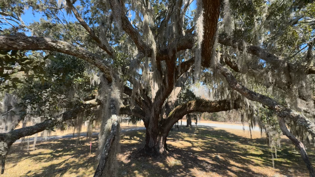 Family fights to save 300-year-old Chatham County oak