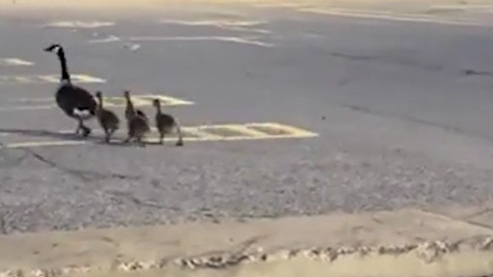 Family of geese hit by car in McCandless on camera