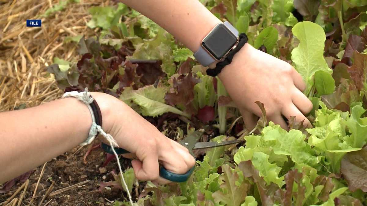Farm to School program helps kids grow food in Arkansas schools