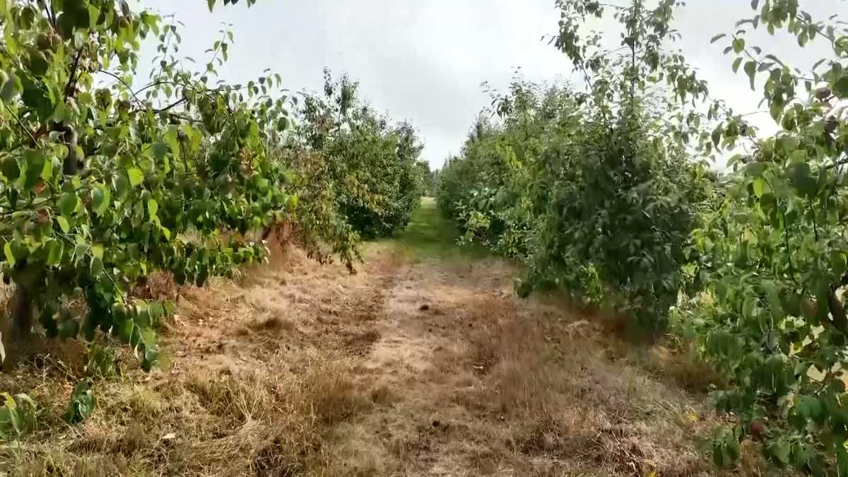 Maine counties designated natural disaster areas due to drought