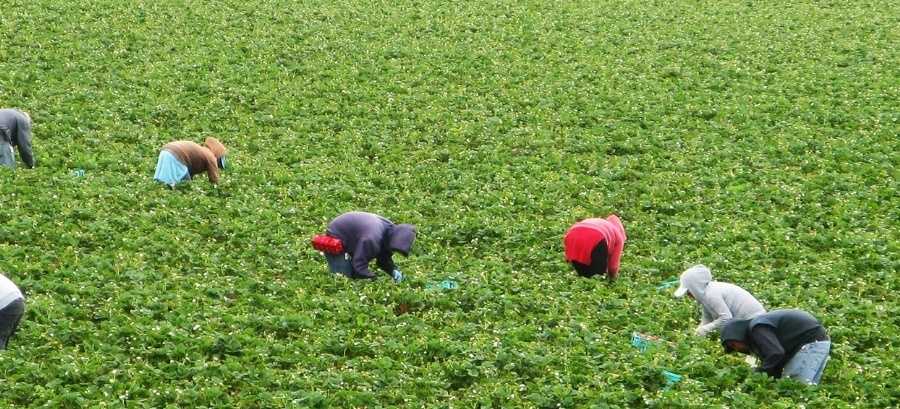 Watsonville farm agrees to $114K farmworker settlement for unfair labor ...