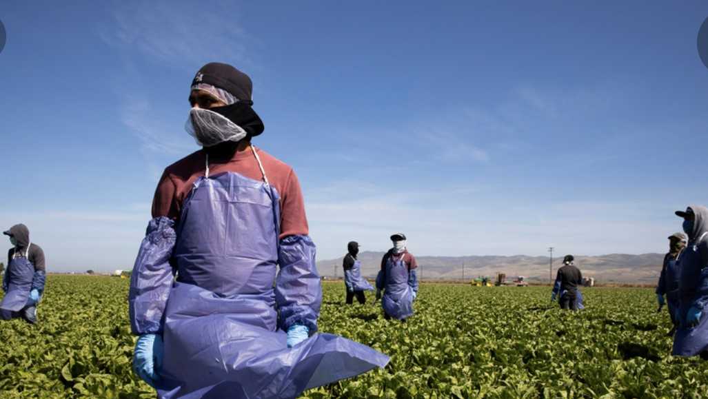 All growers and farm employees named 2020 Santa Cruz County 'Farmer of ...