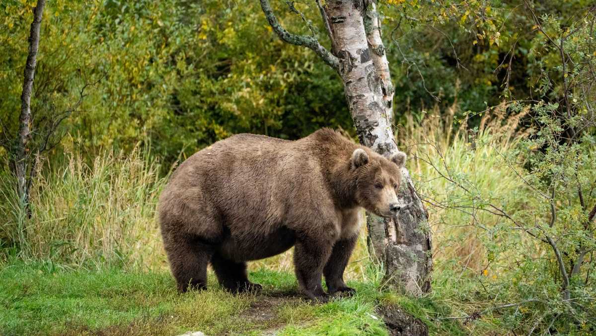 Fat Bear Week has a 2022 winner